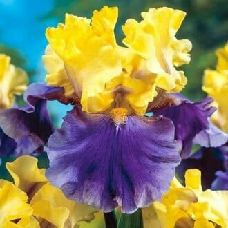 Ирис германский Эдит Волфорд луковицы, клубни, корни цветов