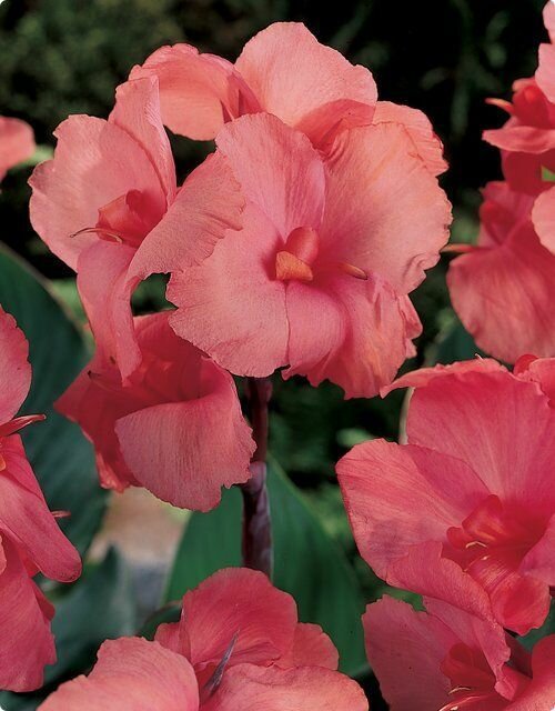 Канна Coral 1 шт. луковицы, клубни, корни цветов