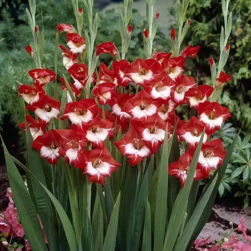 Гладиолус Мадам де Париж 1шт