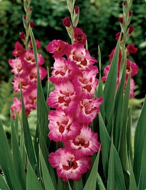 Гладиолус Вандола 1шт