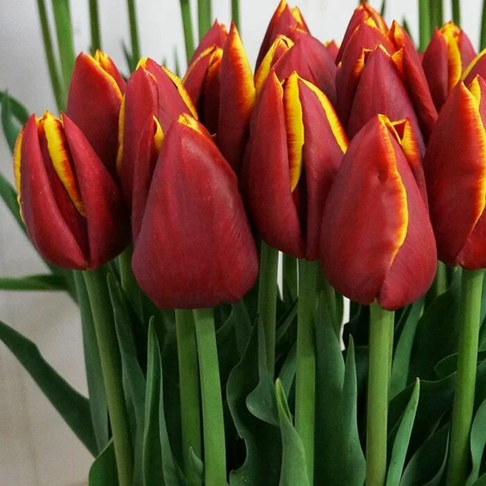 Тюльпан Маршал Жуков 5 шт.