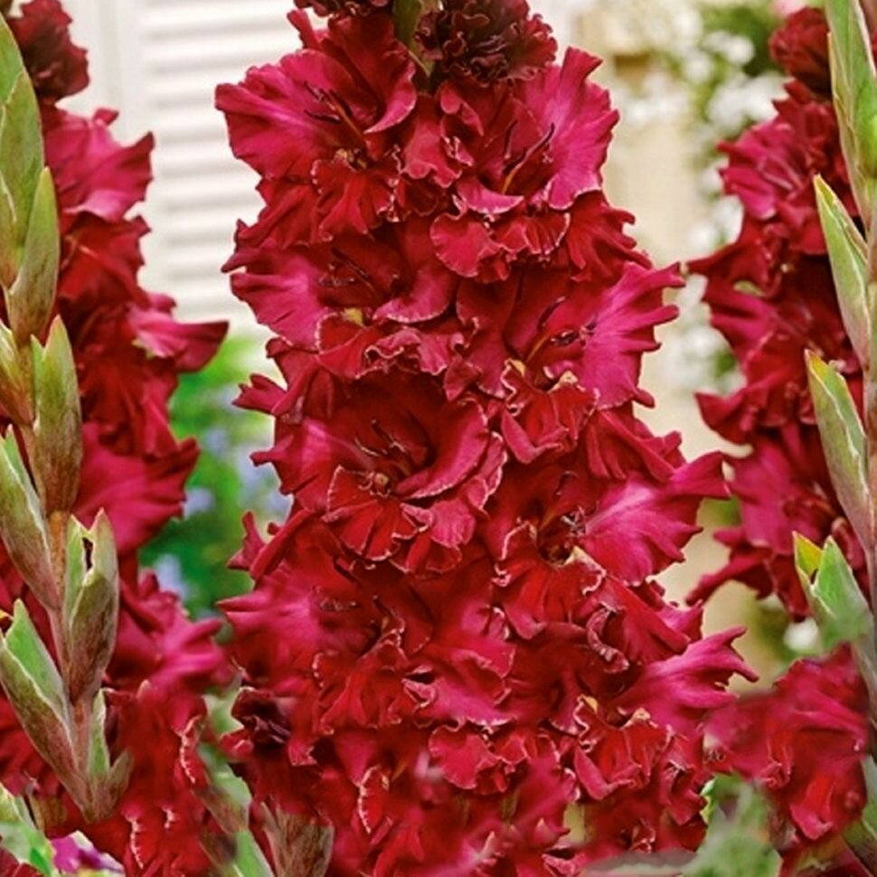 Гладиолус Бургунди Раффлд 1шт