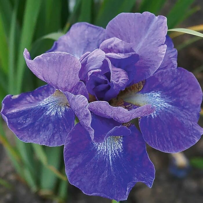 Ирис сибирский Узошио луковицы, клубни, корни цветов