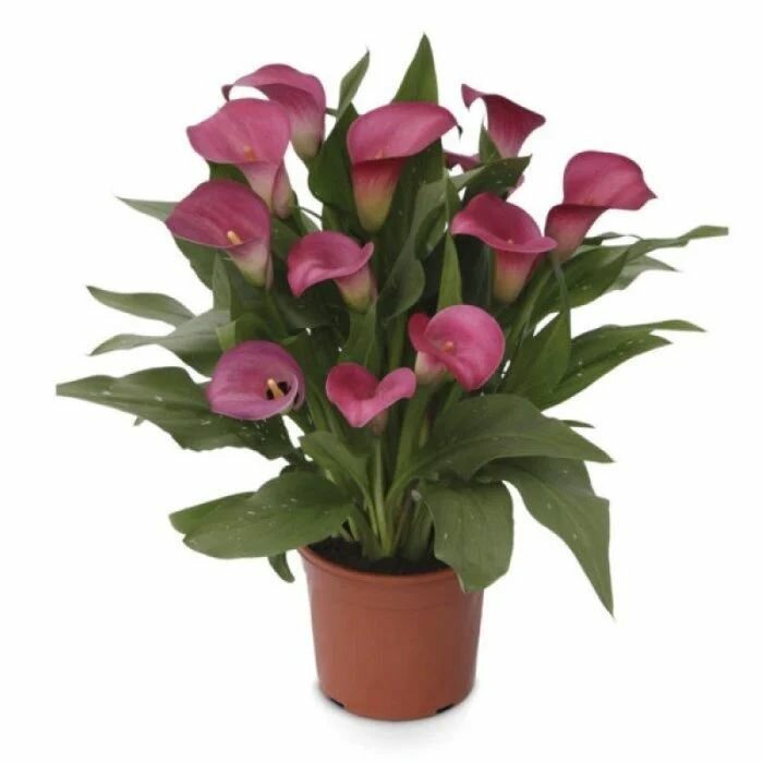 Калла Ле Чик 1шт