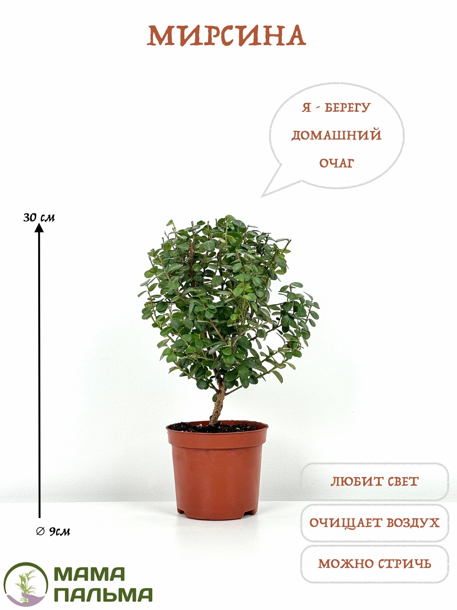 Живое растение Мирсина карликовое дерево в горшке D9 высота 30 см