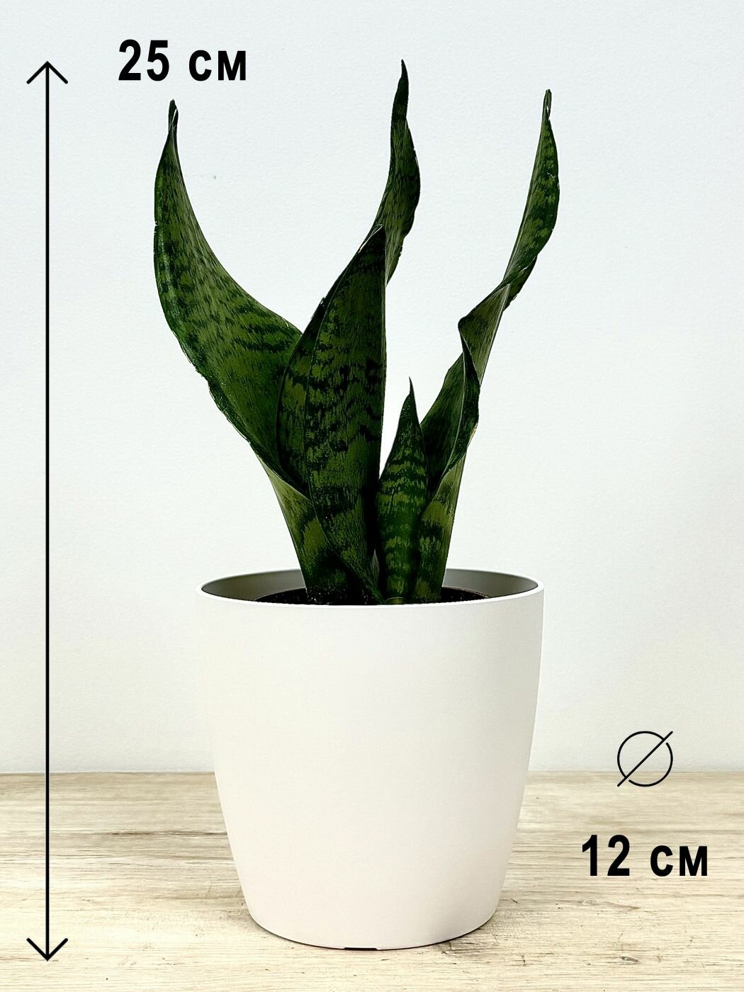 Сансевиерия Зейланика в пластиковом белом кашпо, высота композиции 25-30см