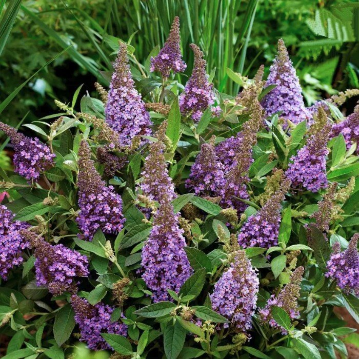 Буддлея Давида Баттерфляй Канди Лила Свитхарт (1 саженец в горшке Р9), Нидерланды