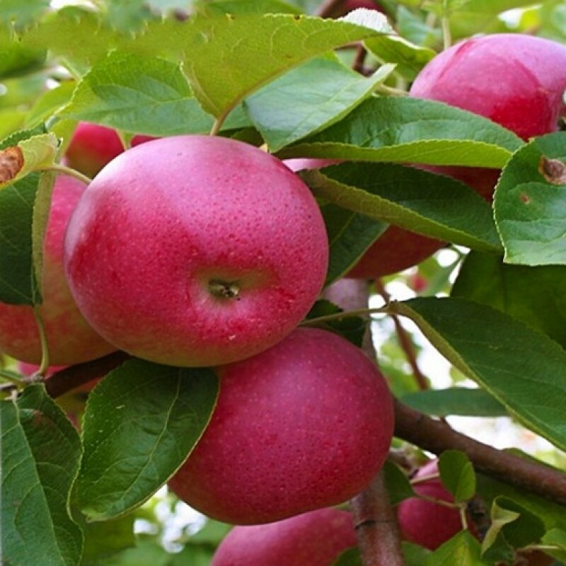 Яблоня Слава победителям/Летняя (1 саженец), Россия