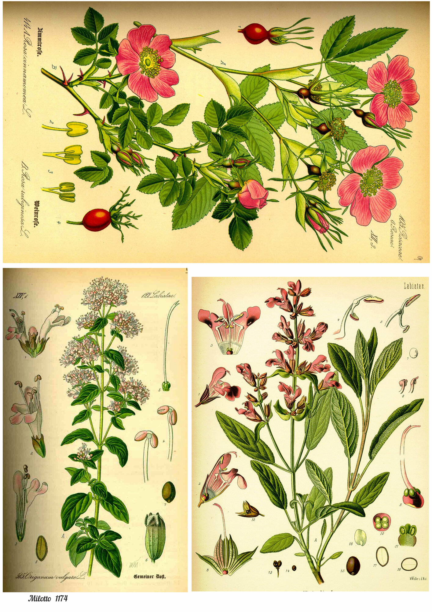 Картинки для декупажа на рисовой бумаге A4 1174 цветы растения винтаж Milotto