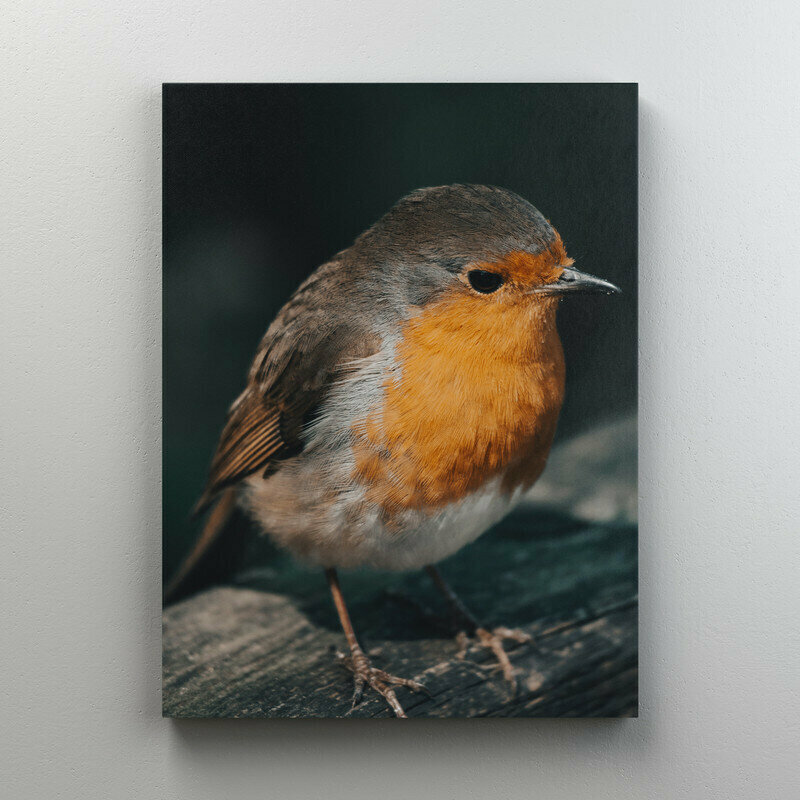 Интерьерная картина на холсте "Красивая птичка с оранжевой грудкой" размер 22x30 см