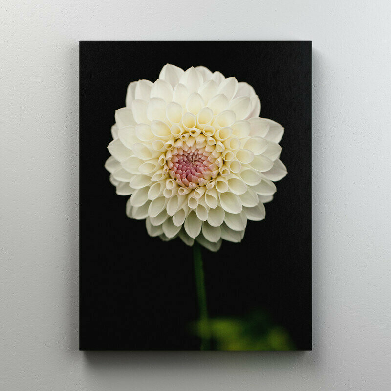 Интерьерная картина на холсте "Одинокая белая георгина" размер 22x30 см