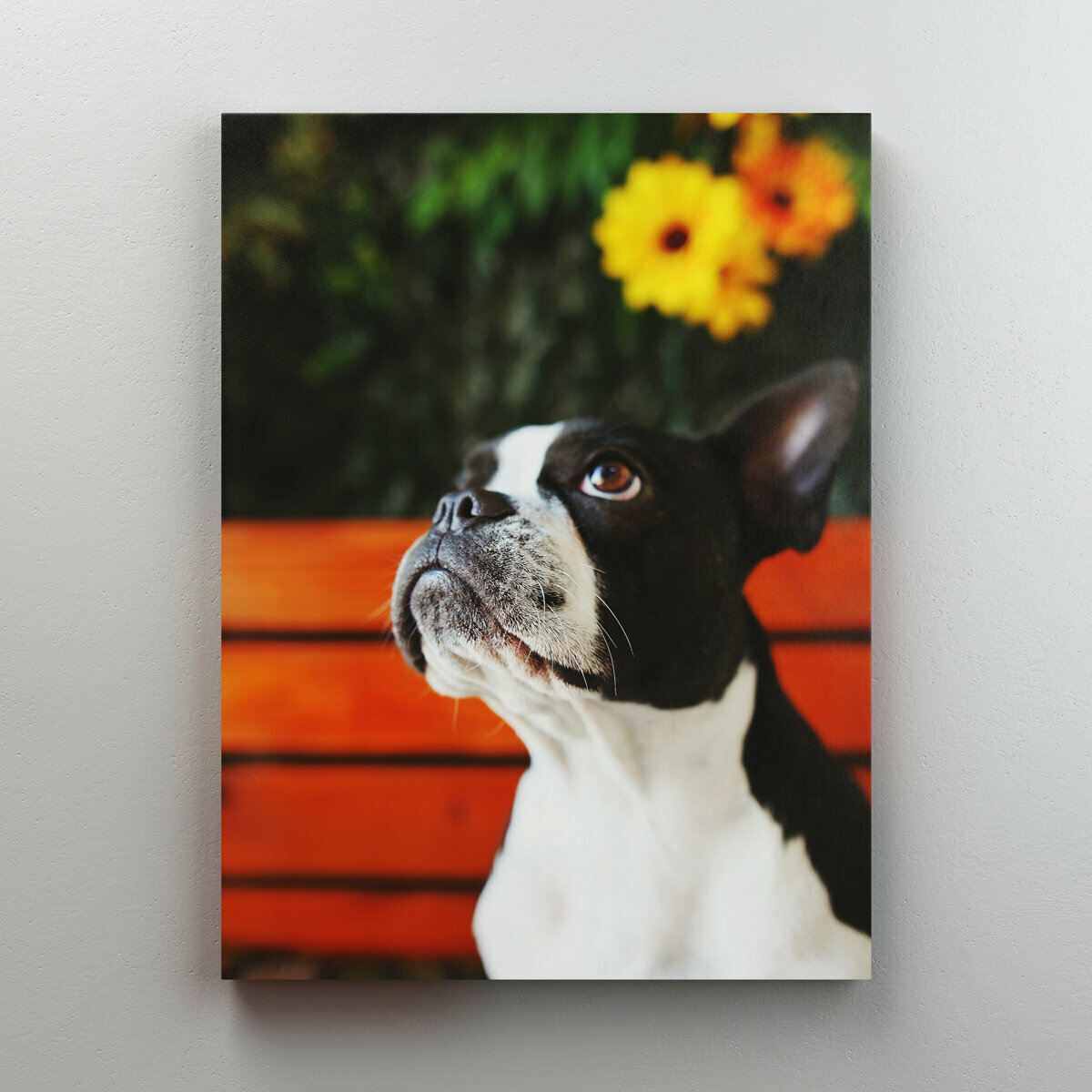 Интерьерная картина на холсте "Черно - белый французский бульдог" собаки, размер 30x40 см