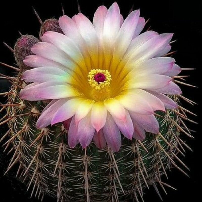 Нотокактус красноватый, Notocactus Rutilans, кактусы, семена