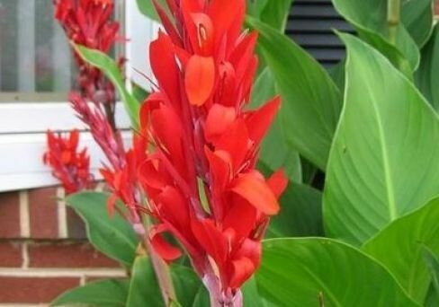 Канна Indica Purpurea 1 шт.