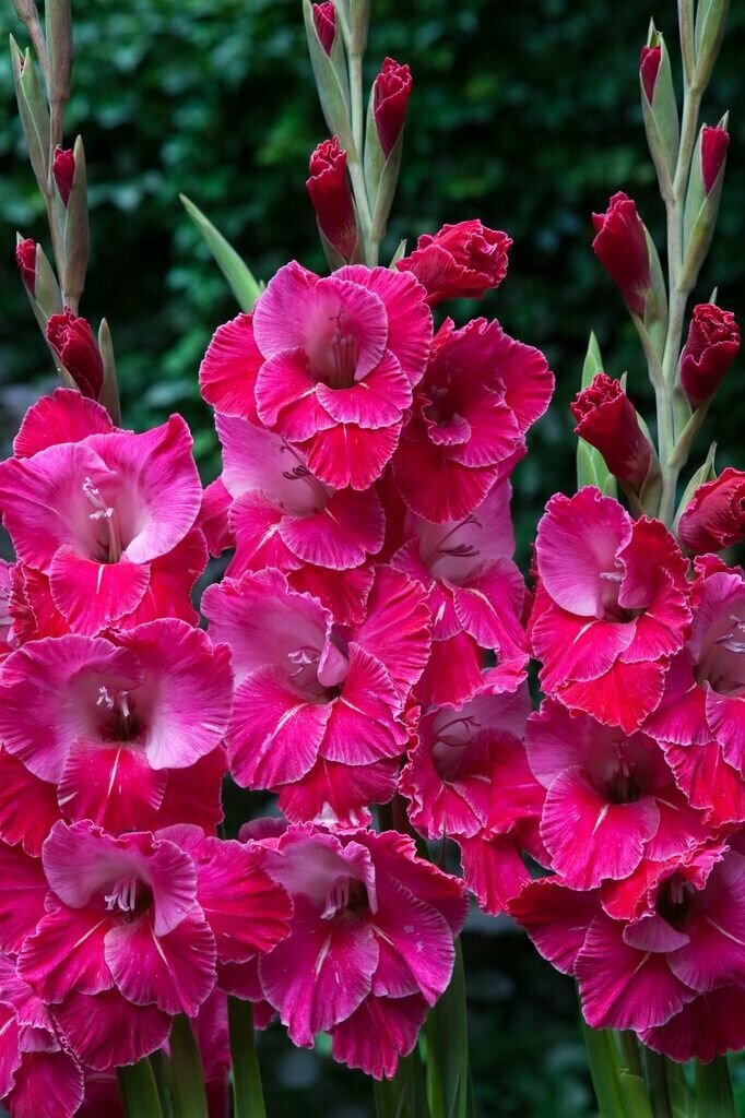 Гладиолус Ева Пиу; Луковица