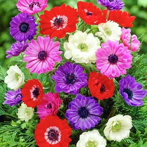 Анемона Св. Бриджит Смесь, махр, 15 шт