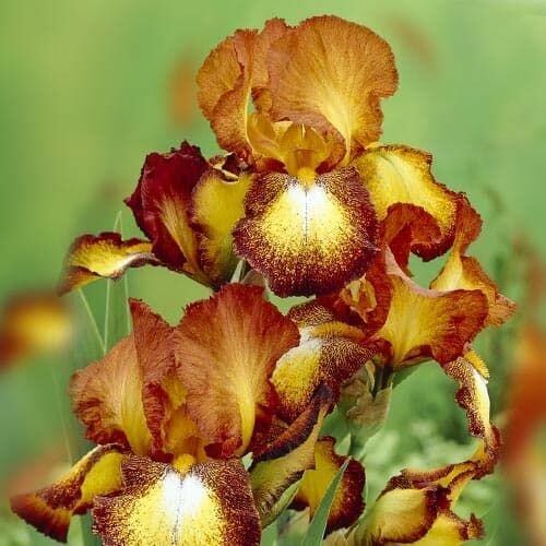 Ирис германский Споттед Йеллоу; Луковица