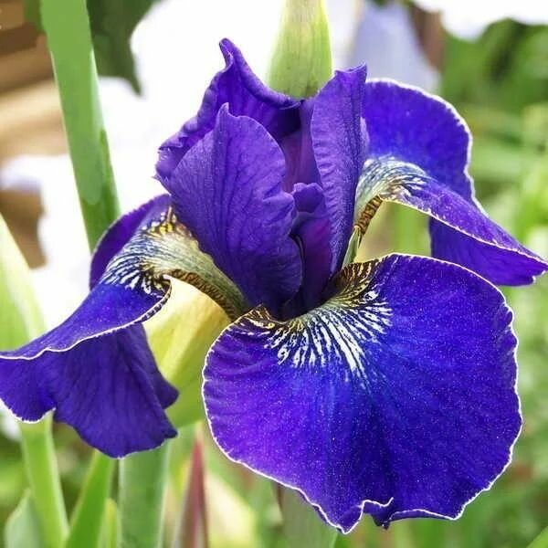 Ирис сибирский Голден Эдж луковицы, клубни, корни цветов