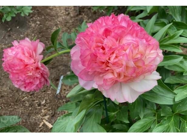 Пион Салмон Глори 1 шт