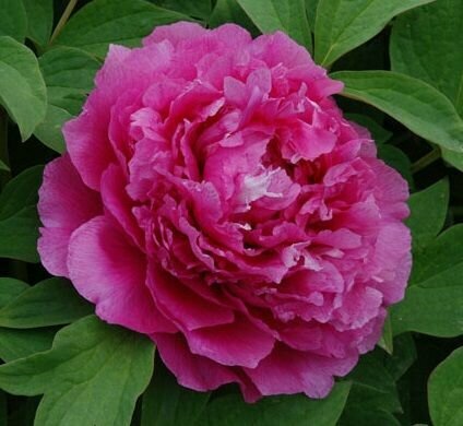 Пион Сторинг Ред 1 шт