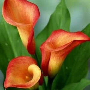 Калла Гаваи 1шт