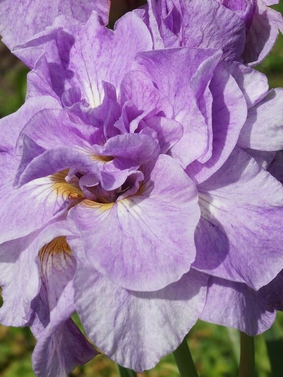 Ирис Империал Опал 1 шт