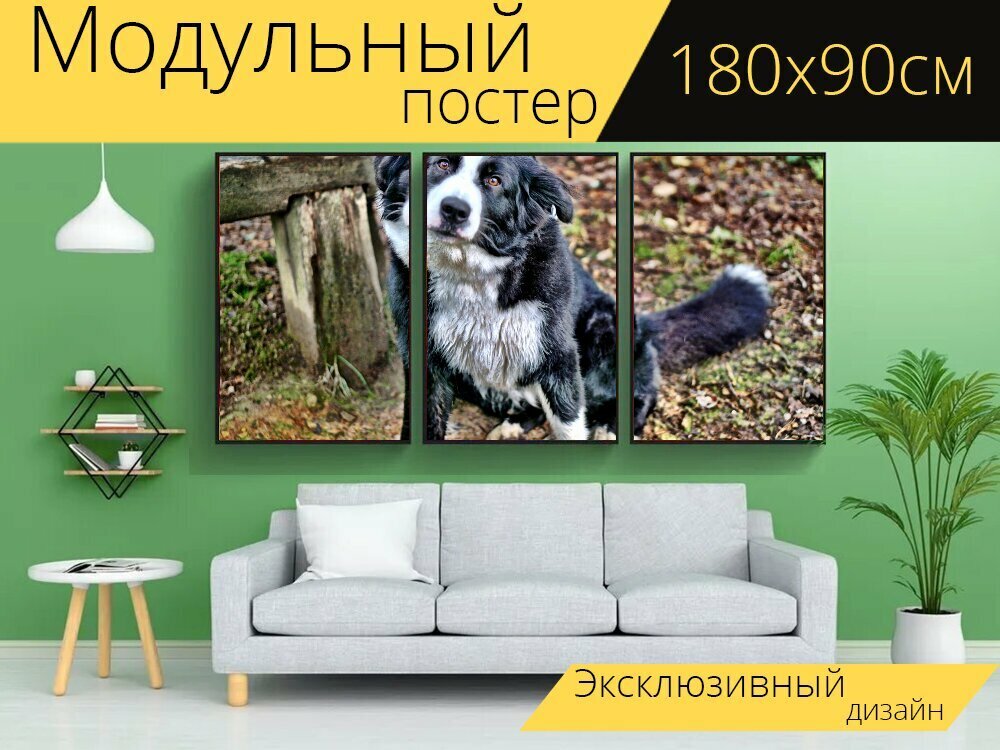 Модульный постер "Собака, колли, бордер колли" 180 x 90 см. для интерьера