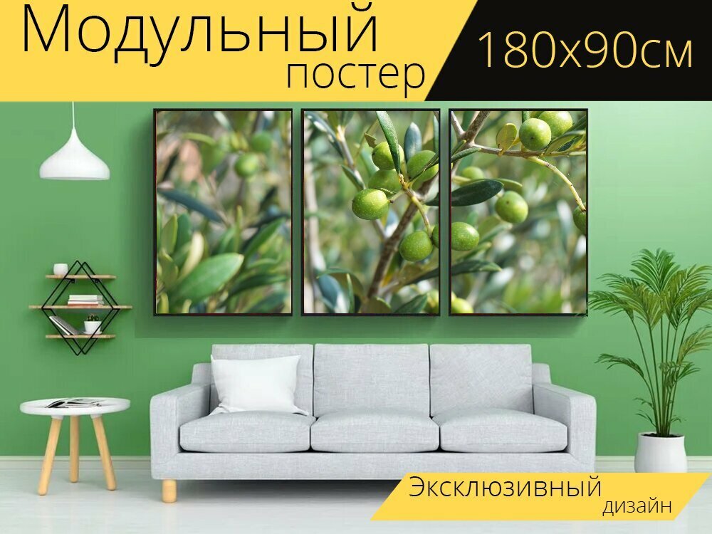 Модульный постер "Оливки, оливковое дерево, ветка оливы" 180 x 90 см. для интерьера