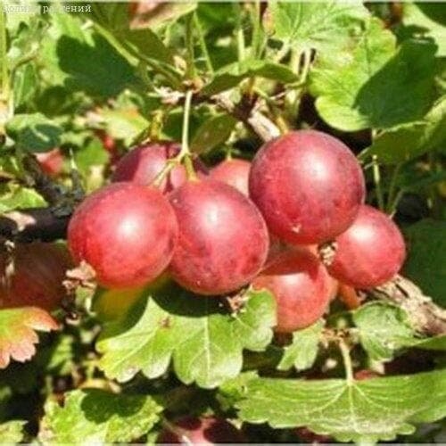 Крыжовник Раволт (1 саженец), Россия