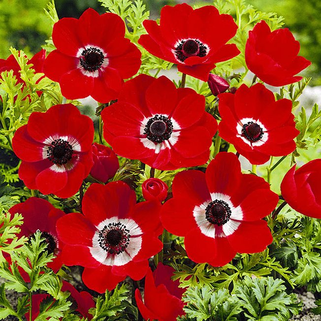 Анемона Голландия (5 луковиц), Нидерланды