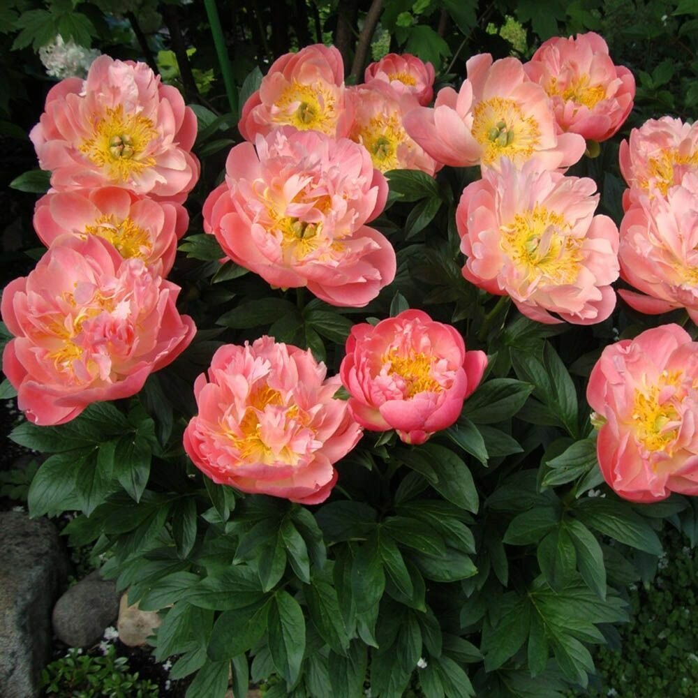 Пион Pink Hawaiian Coral 1 шт.