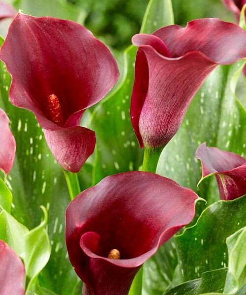 Калла Капитан Промис 1шт