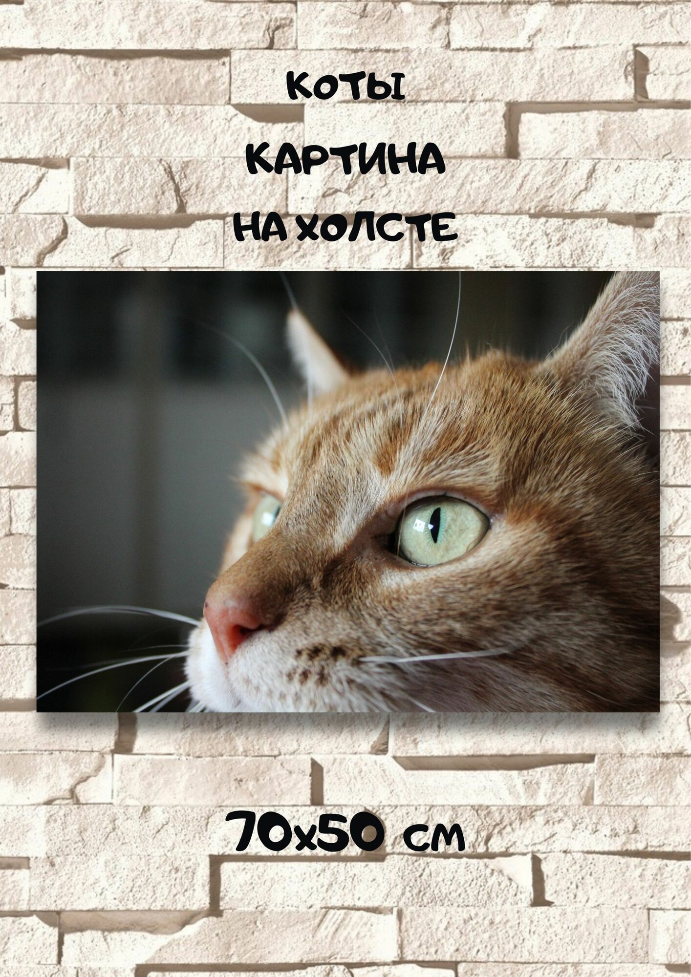 Картина "Коты животные котята" фотокартина на холсте для интерьера