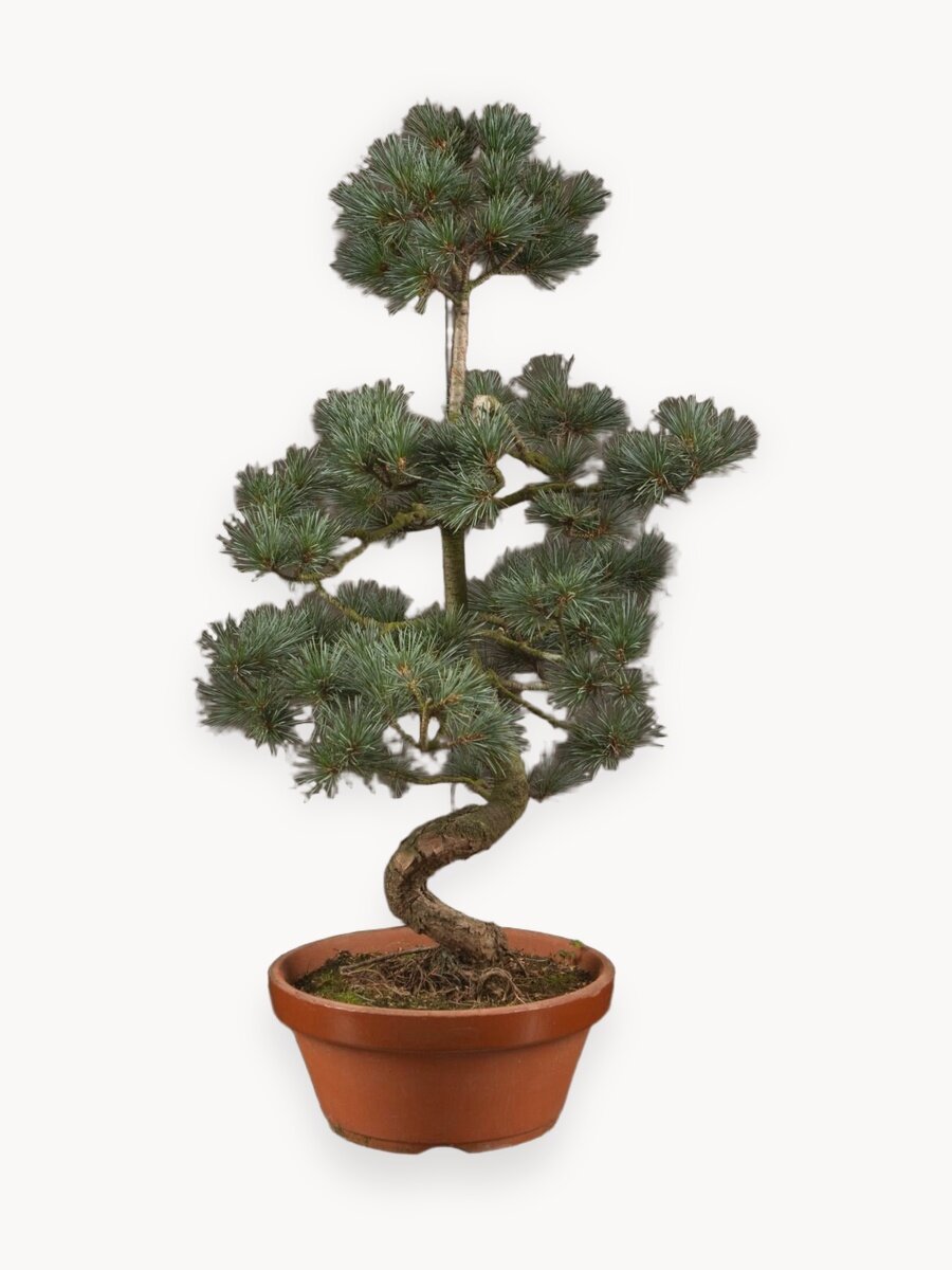 Бонсай Сосна D21