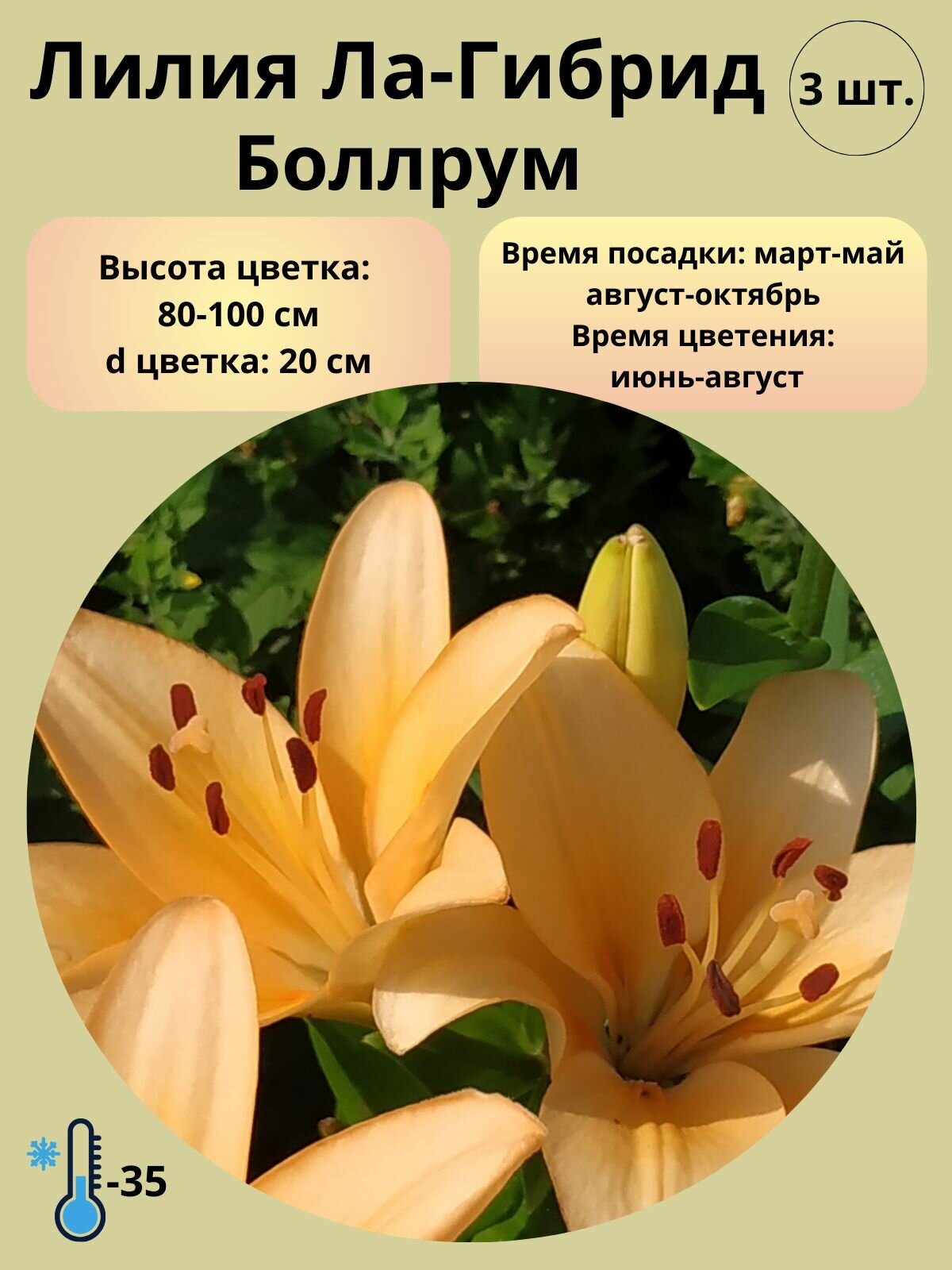 Луковицы Лилии ЛА-гибрид, 3 шт