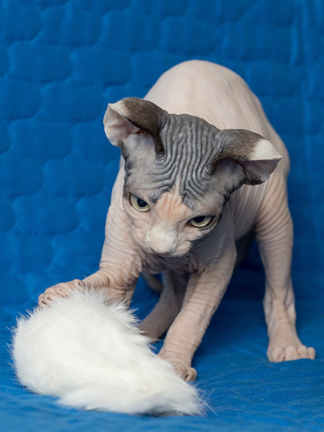 Игрушка для кошек Japan Premium Pet "Мышка" из натурального заячьего ворса