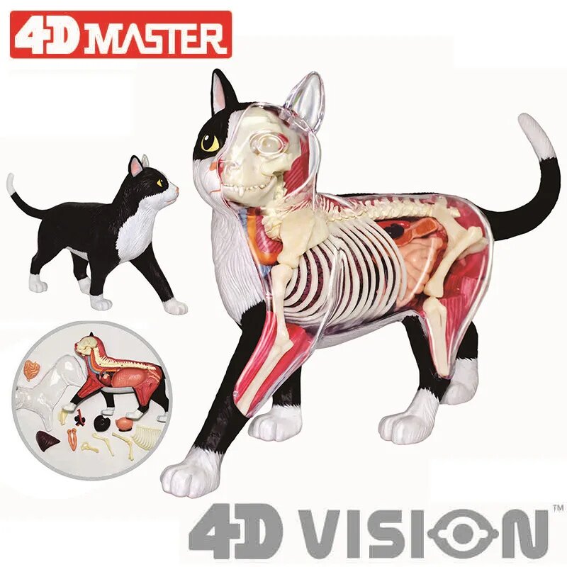 Анатомическая модель кошки 4D Vision