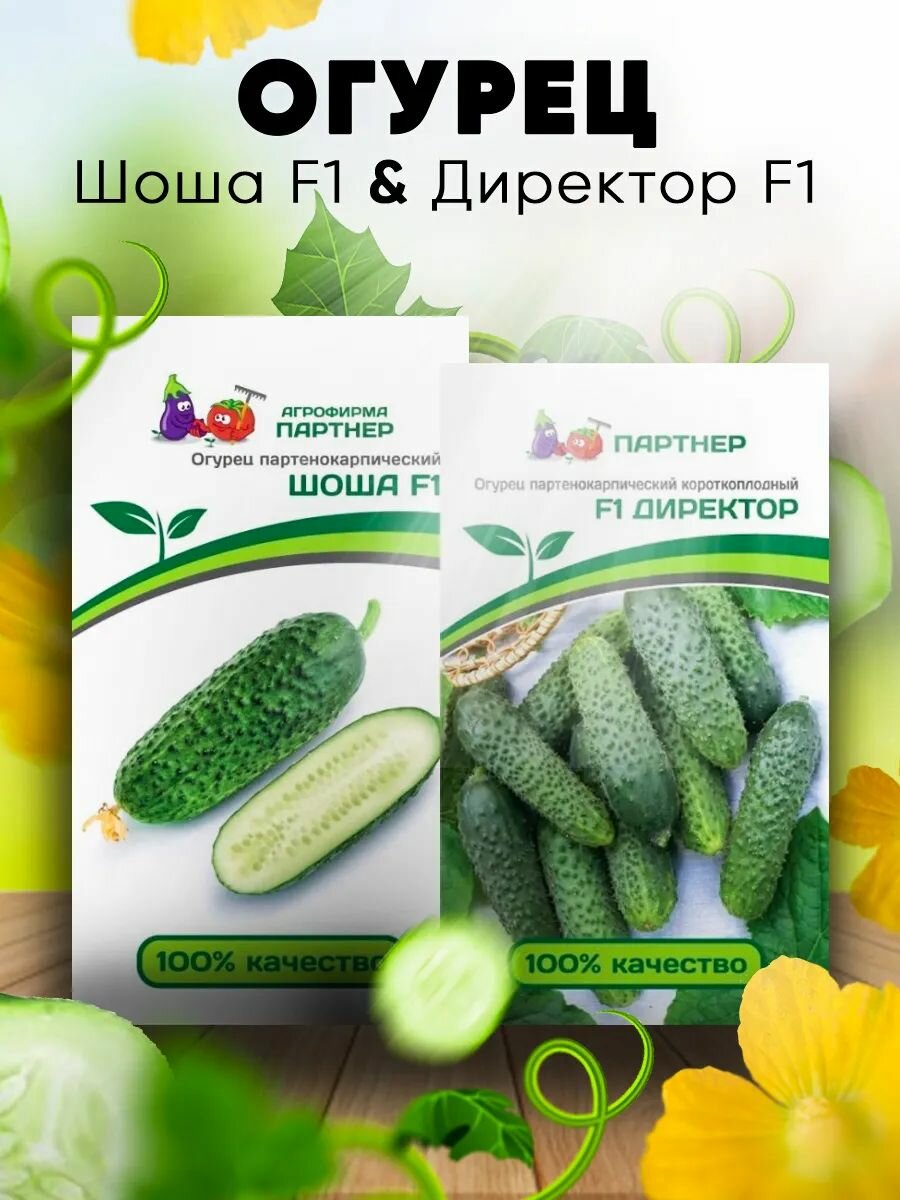Огурец Директор F1 и Шоша F1 2 пакета