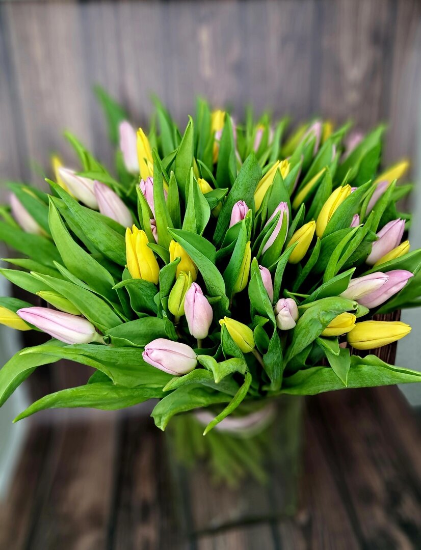Тюльпан нежно-розовый с желтым - Голландия 51 цветок, для любимой, девушки, женщины, бабушки