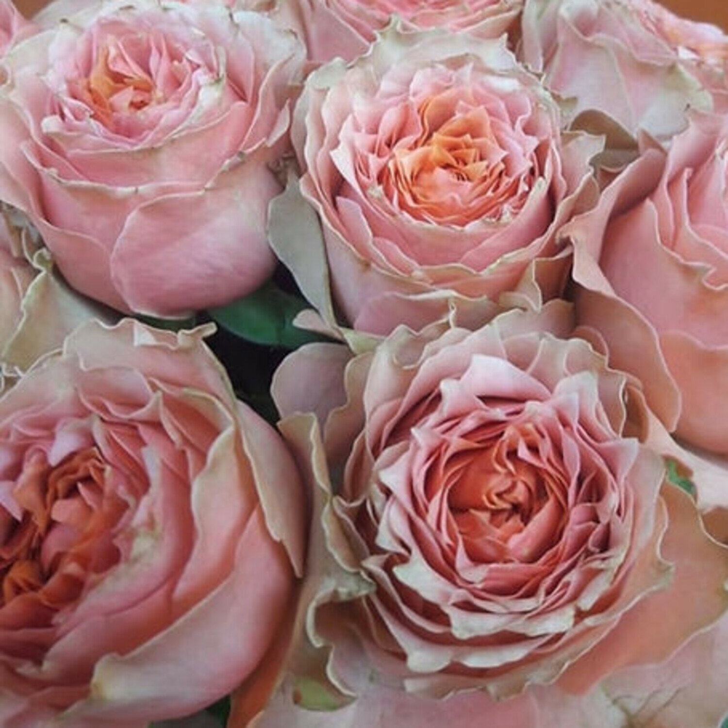 Роза чайно-гибридная Лоис Лейн (Lois Lane) / 2 шт, пионовидные розы