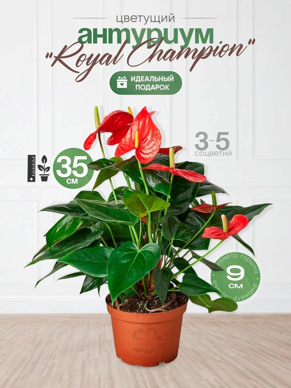 Антуриум цветущий Андрианум Royal Champion 35*9. Товар уцененный