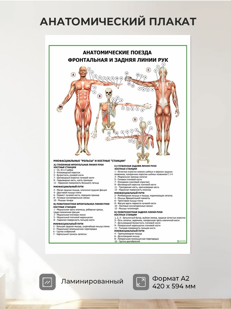 Обучающий медицинский плакат анатомические поезда, фронтальная и задняя линии рук ламинированный формат А2