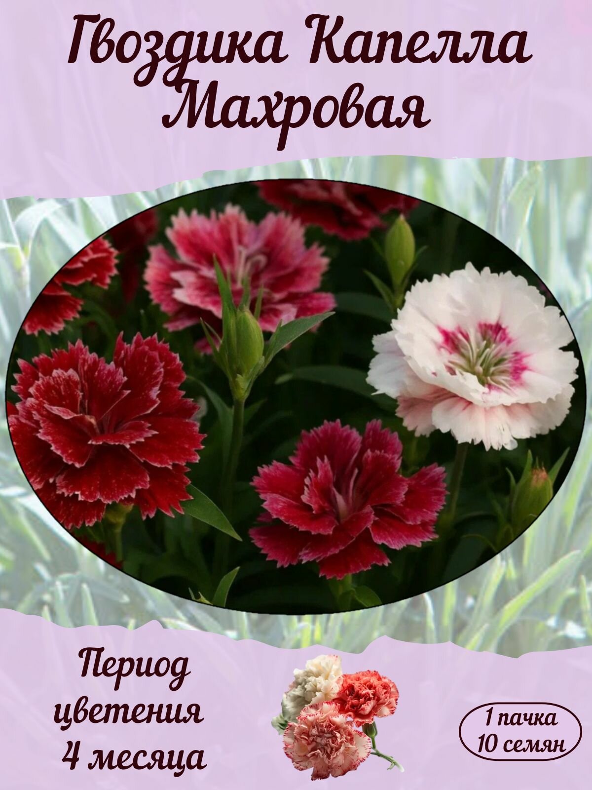 Гвоздика Капелла Махровая, семена, 10 шт, 15 гр.