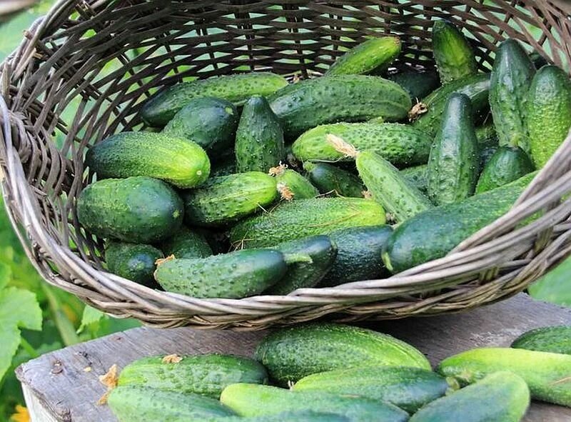 Коллекционные семена огурца Пальчики F1