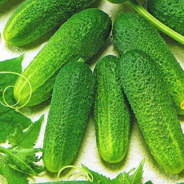 Коллекционные семена огурца F1 Кузя