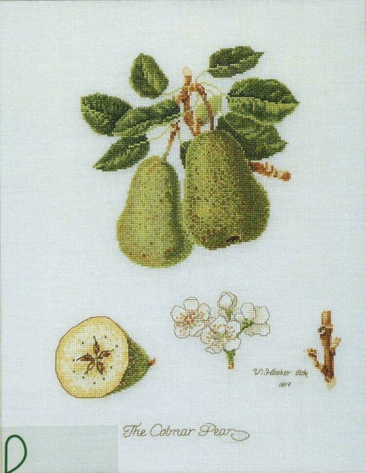 Набор для вышивания Thea Gouverneur #2056 Pears (Груши), Счетный крест, 26 x 35 см