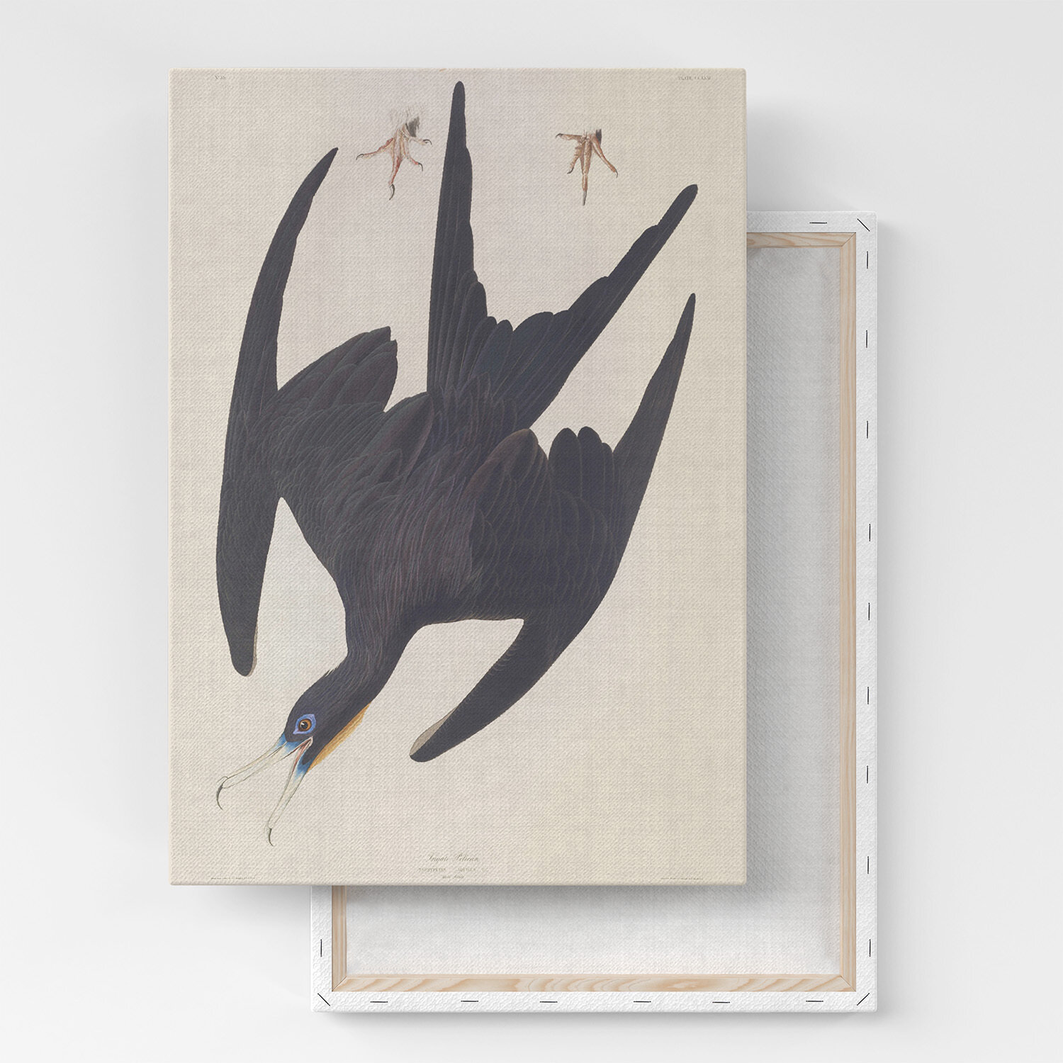 Картина на холсте, репродукция / Джон Джеймс Одюбон - Frigate Pelican / Размер 30 x 40 см