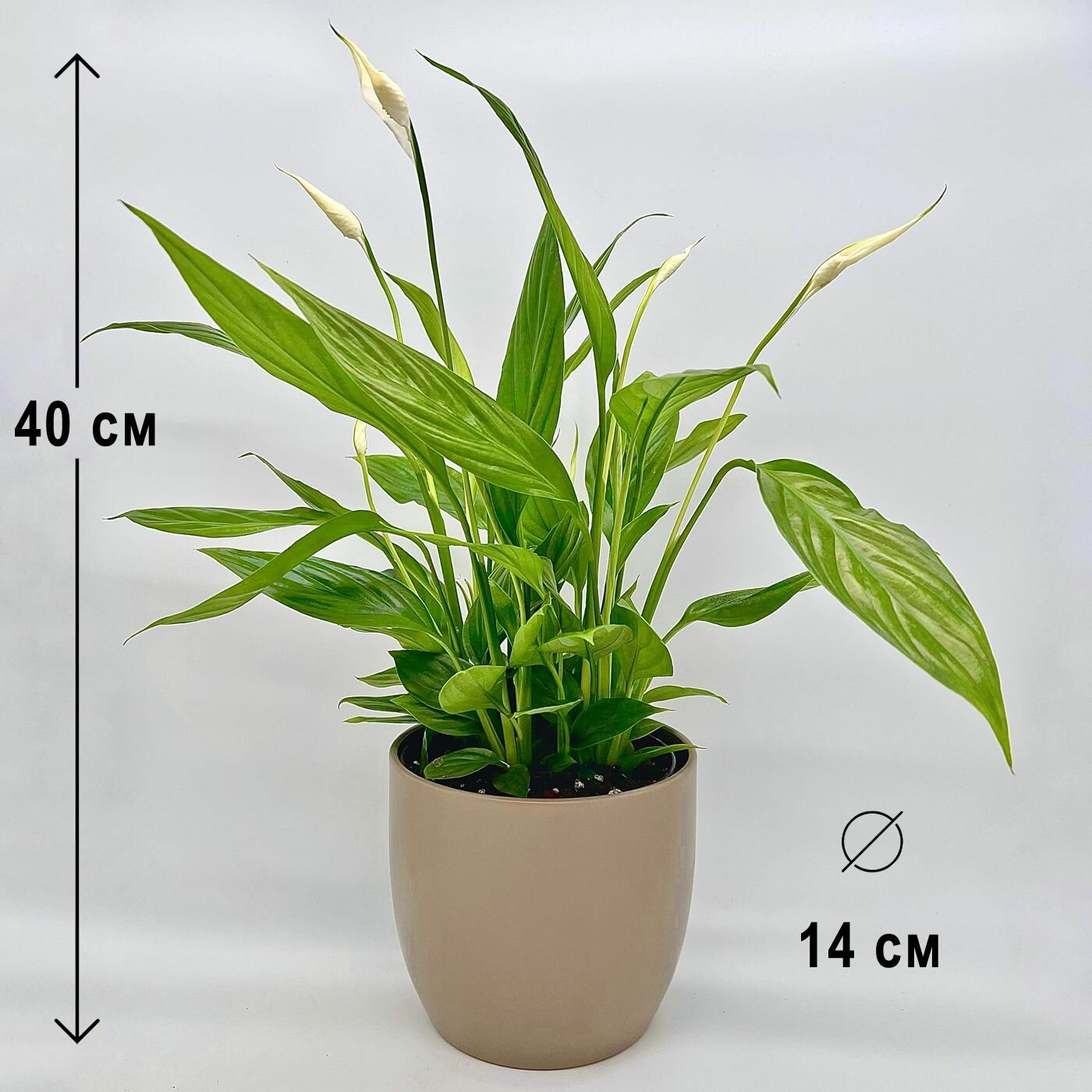 Спатифиллум в пластиковом серо-коричневом кашпо, высота композиции 35-45см