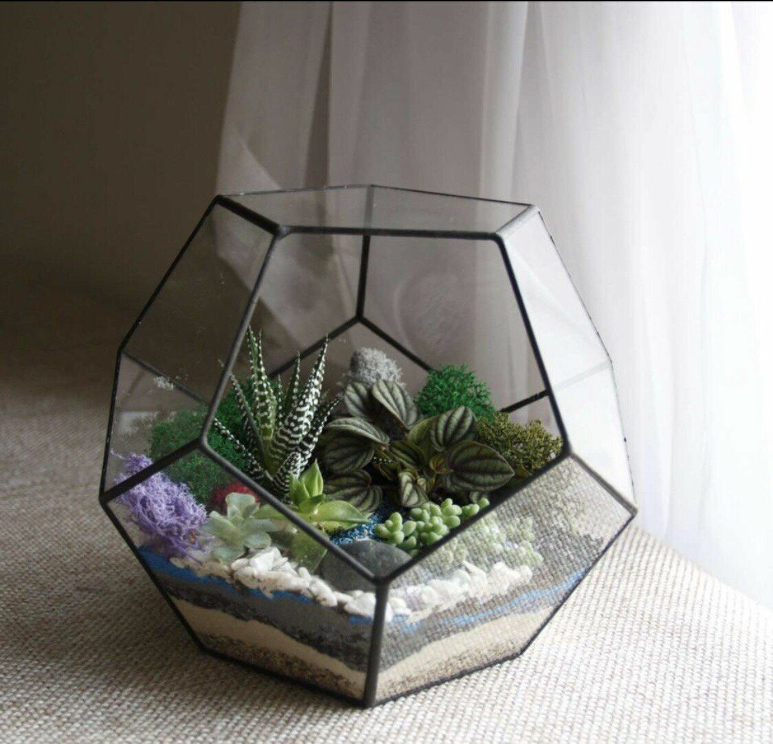 Флорариум геометрический / Комнатное растение / Подарок