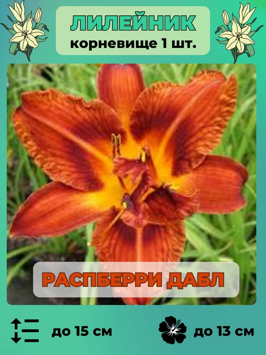 Лилейник корневище 1 шт, травянистый многолетник